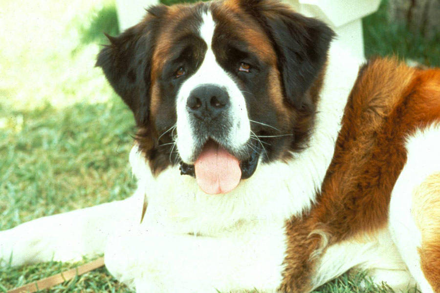 Beethoven (1992) - Filmweb