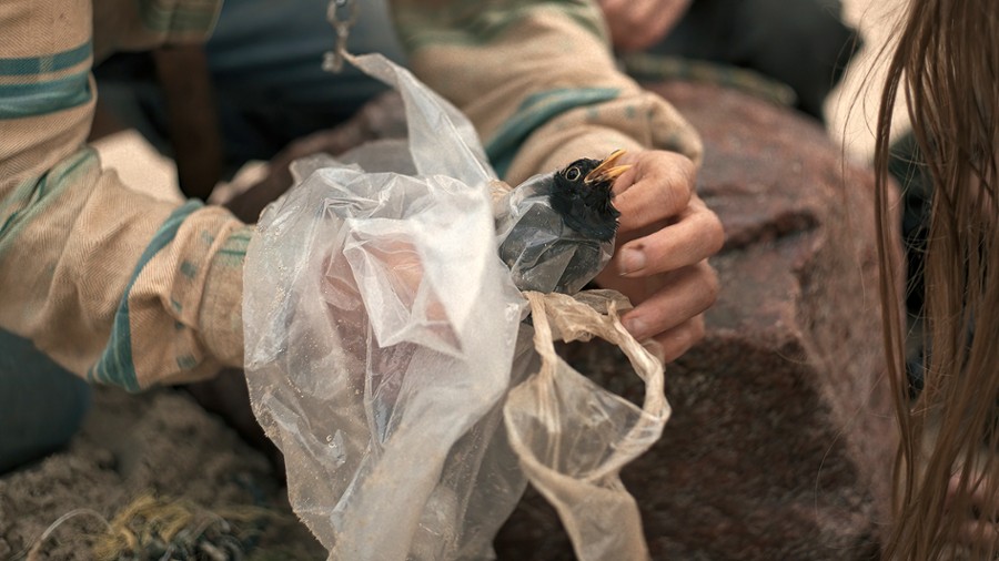 Rój (2023) - Filmweb