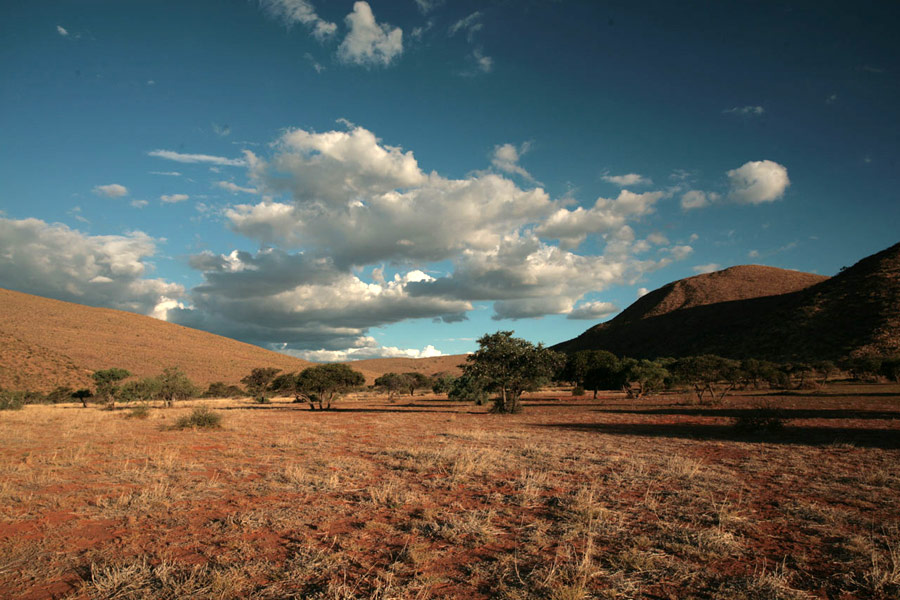 Surykatki (2008) - Filmweb