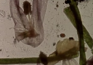 Mothlight (1963) - Filmweb